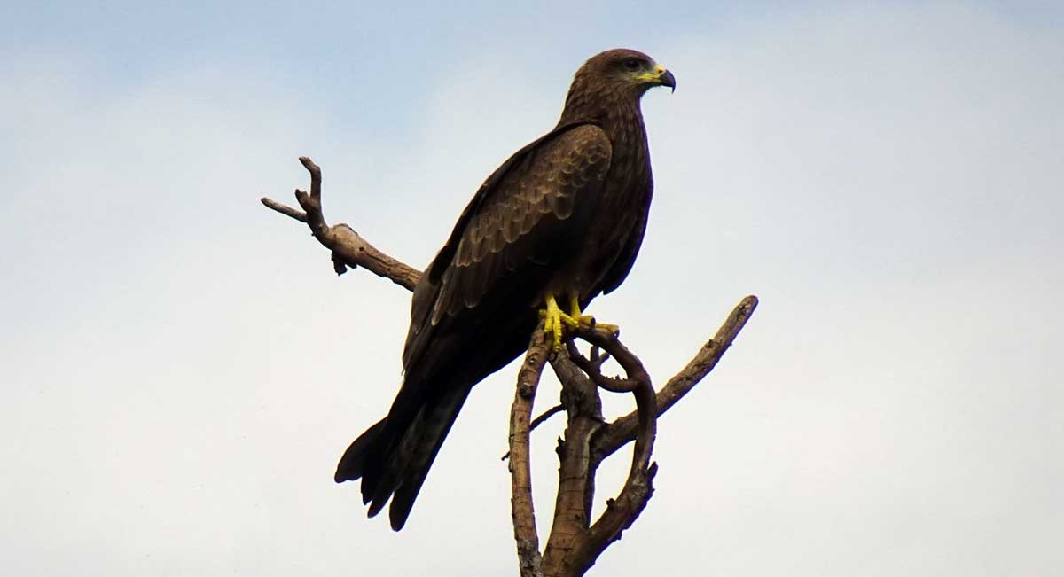 National Symbols Of Austria – HONORARY CONSULATE